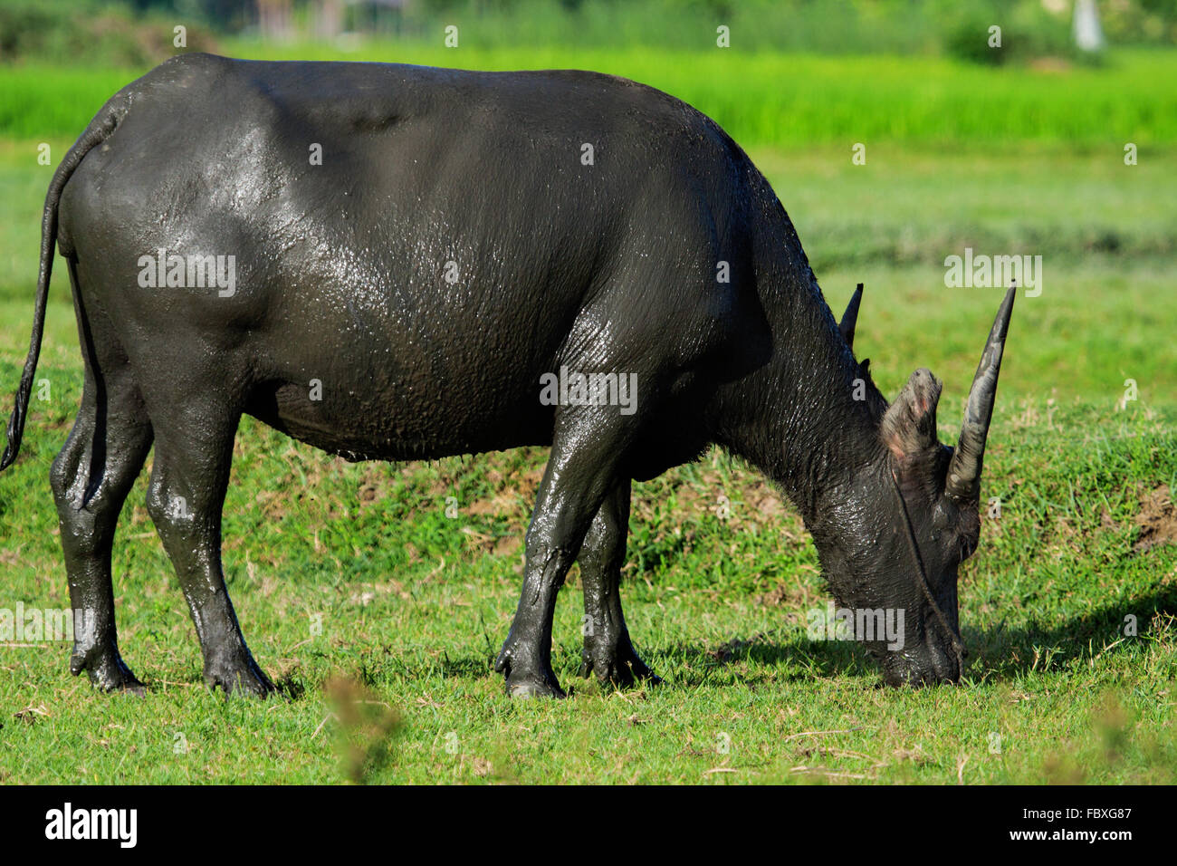 Buffallo mud hi-res stock photography and images - Alamy