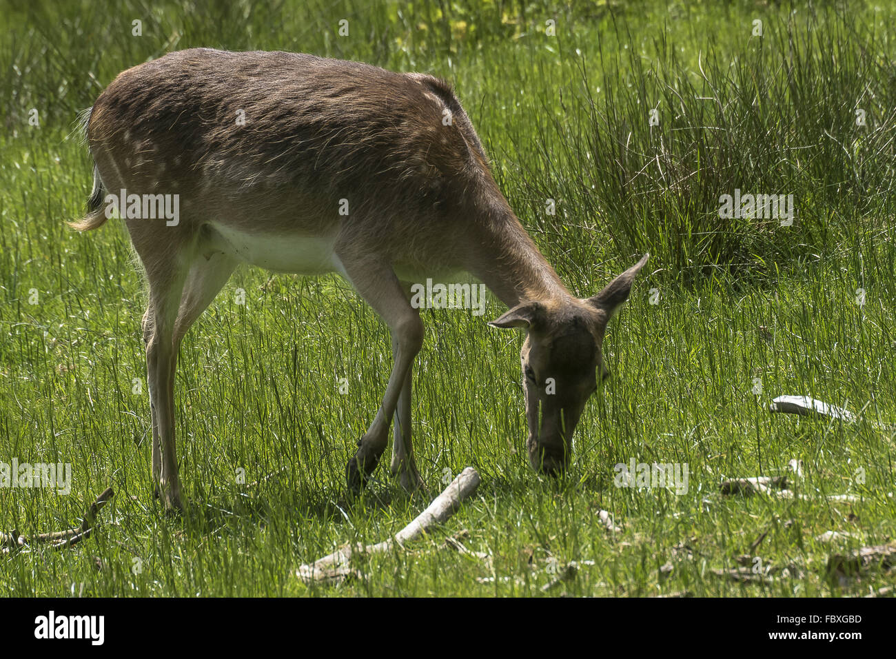 Female fallow hi-res stock photography and images - Alamy