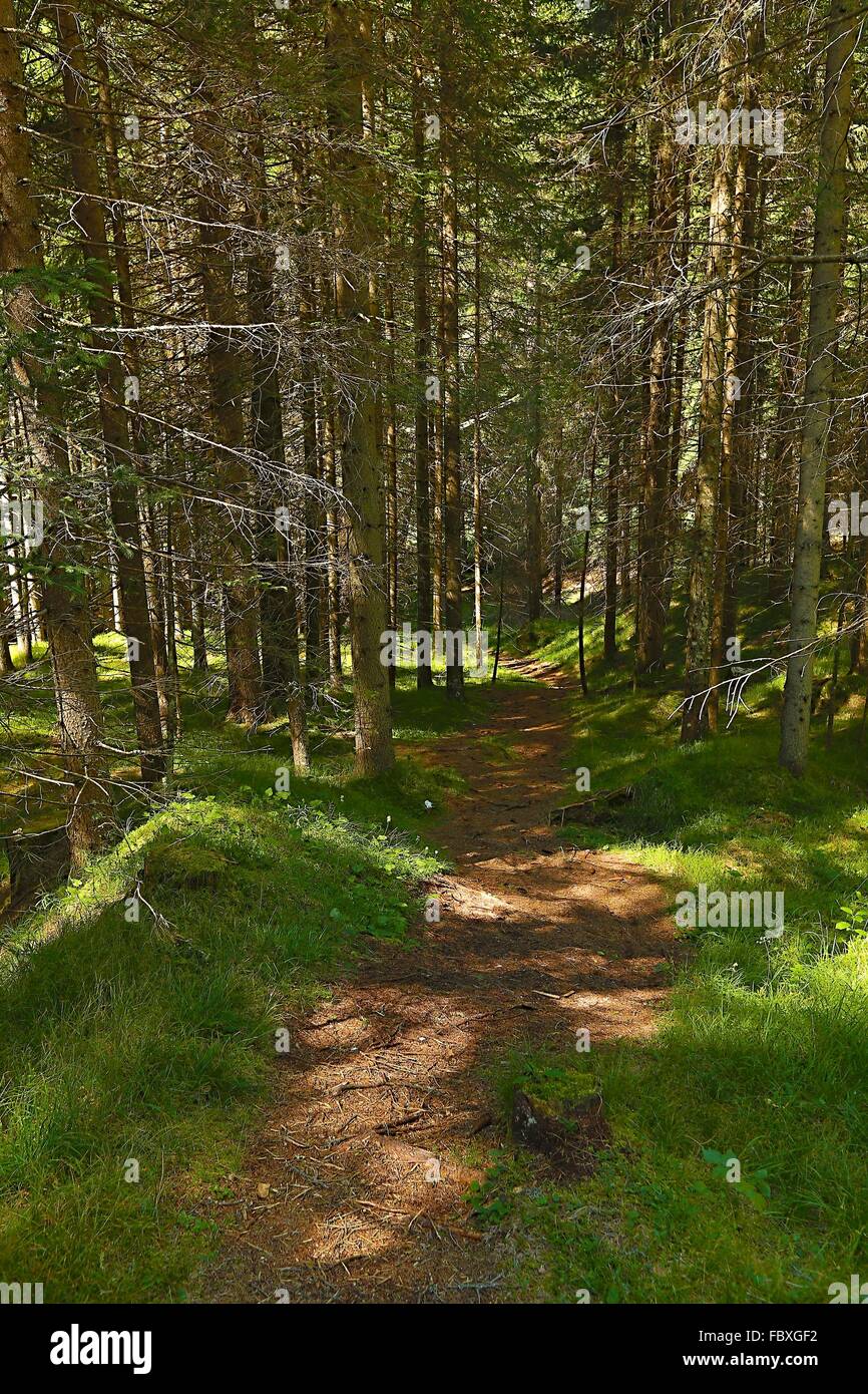 Forest walking route Stock Photo - Alamy