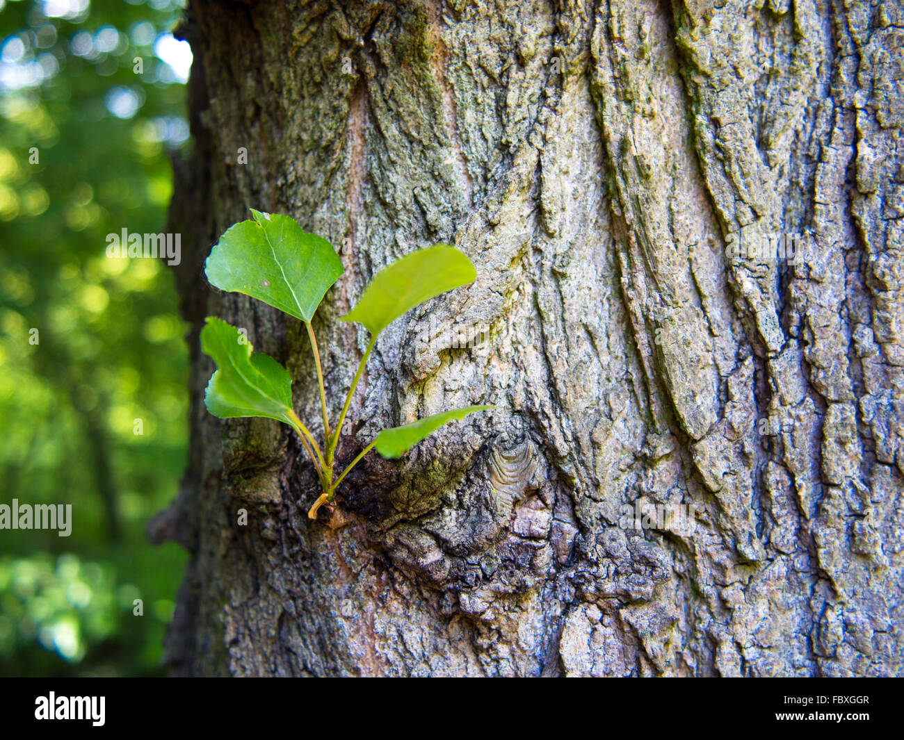 Beauty bark hi-res stock photography and images - Alamy