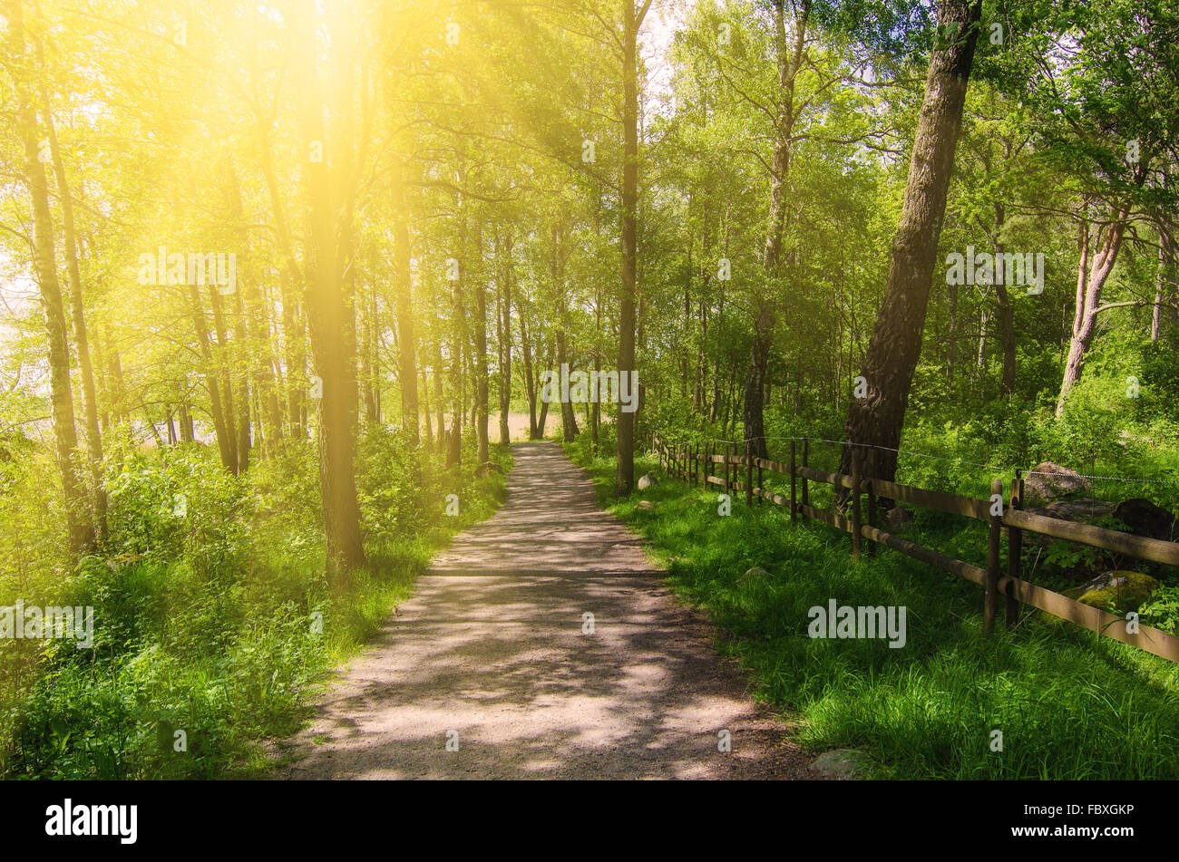 Sunny park with trail Stock Photo - Alamy