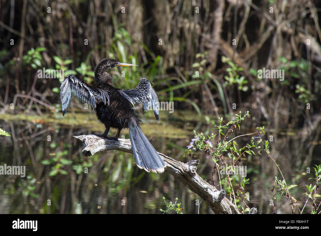 Wildlife photo of an anhinga bird hi-res stock photography and images ...