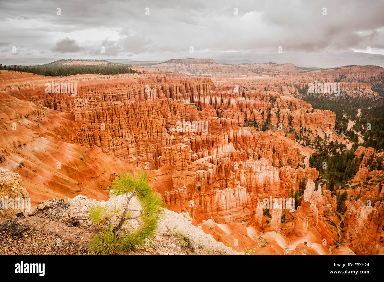 Bryce Canyon red amphitheater Stock Photo - Alamy