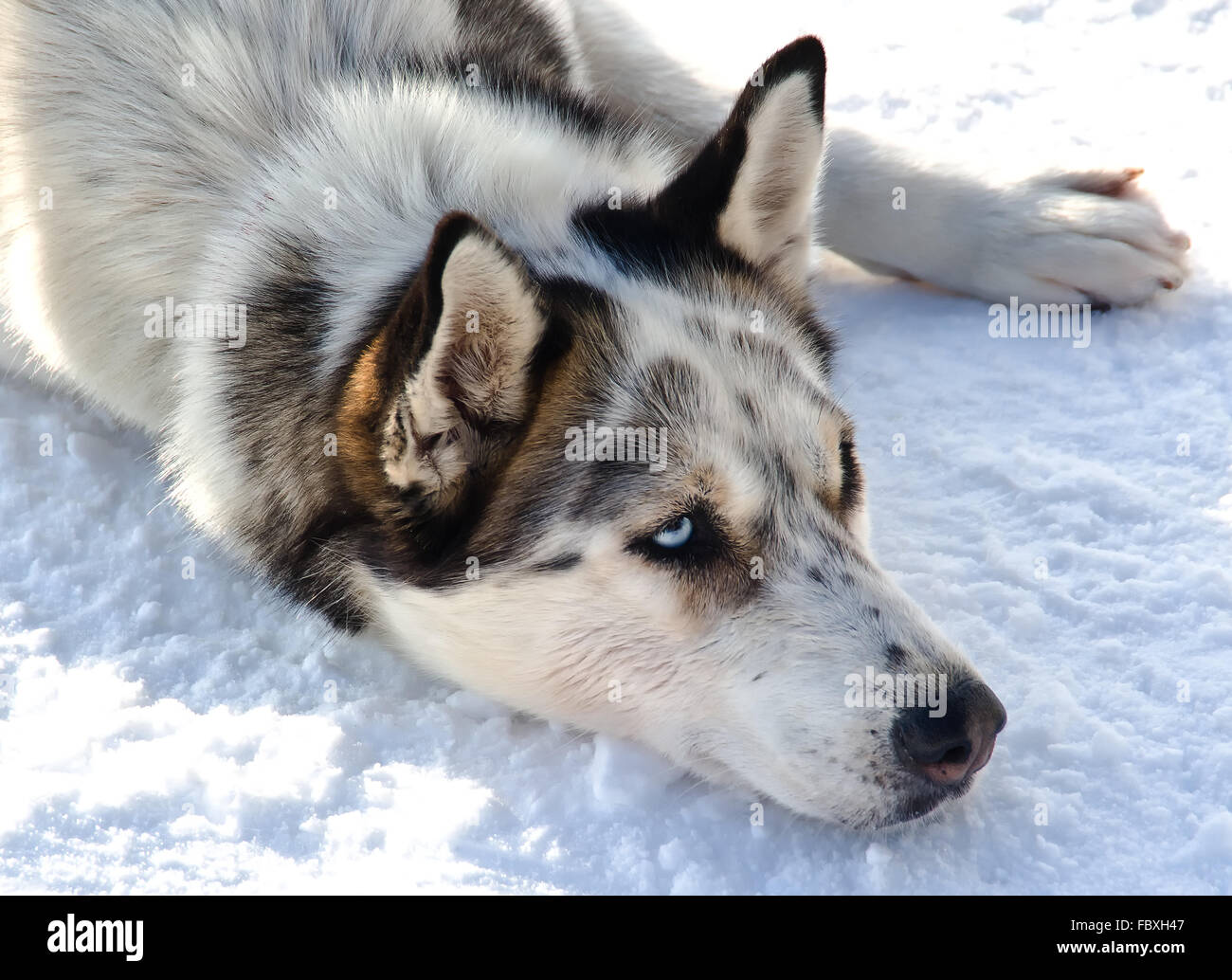 Recordings animal hi-res stock photography and images - Alamy