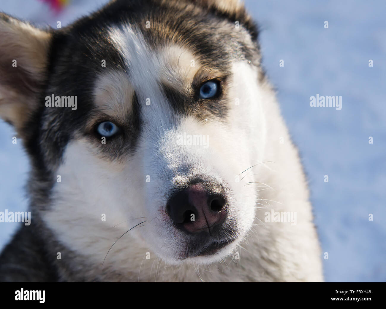 Husky animal Portraits Stock Photo - Alamy