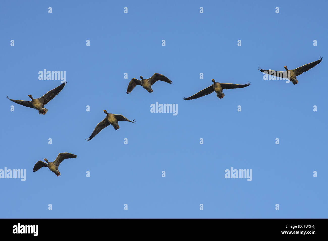 Flying grey goose Stock Photo - Alamy