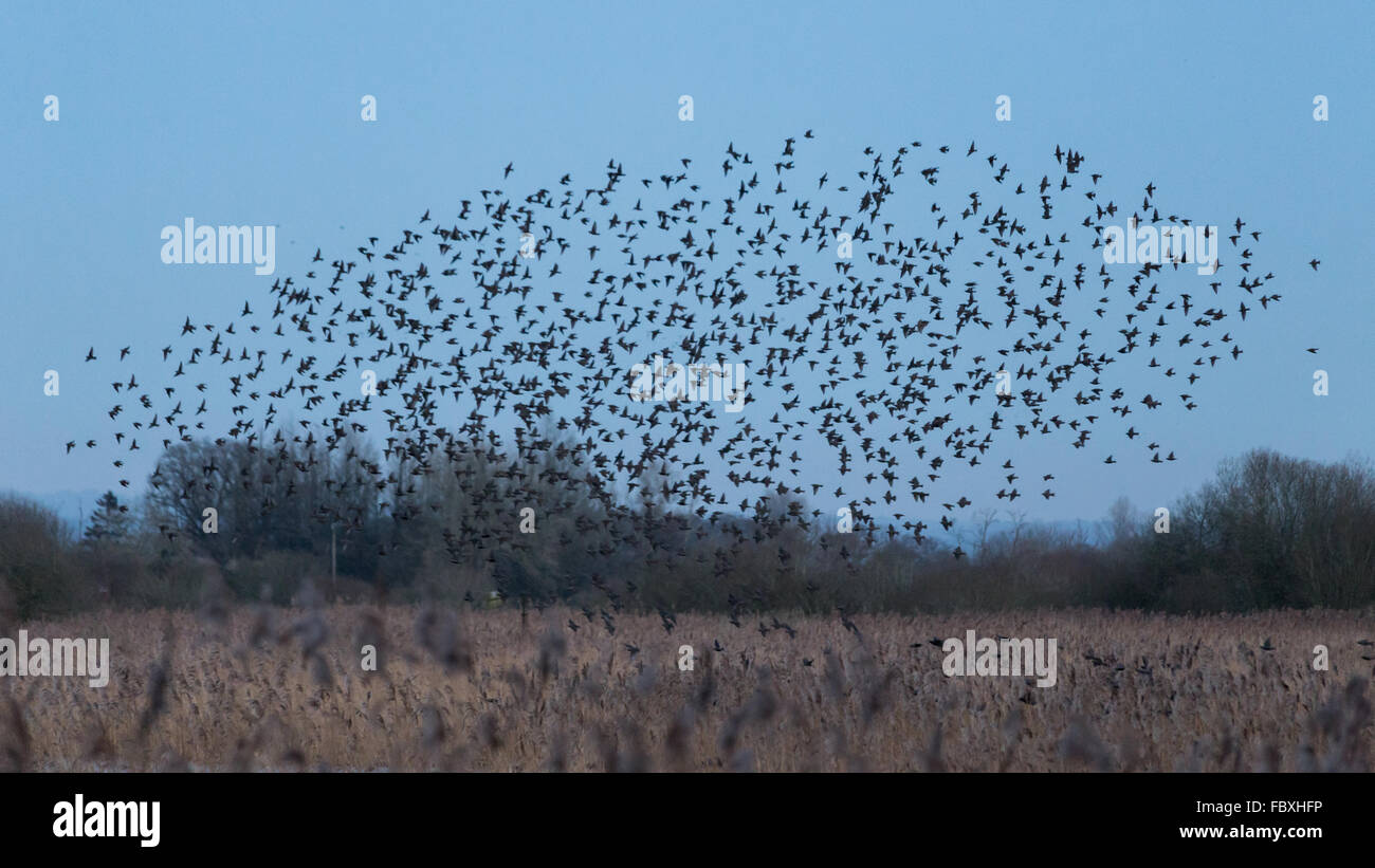 Glastonbury, Somerset UK 19th Januray 2016. Thousands of starlings ...