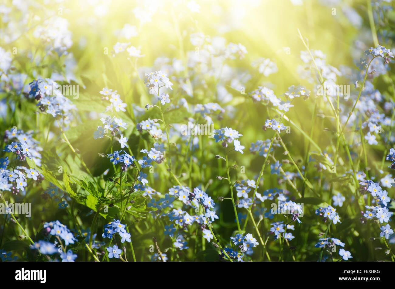 Forget-me-not flowers background Stock Photo - Alamy