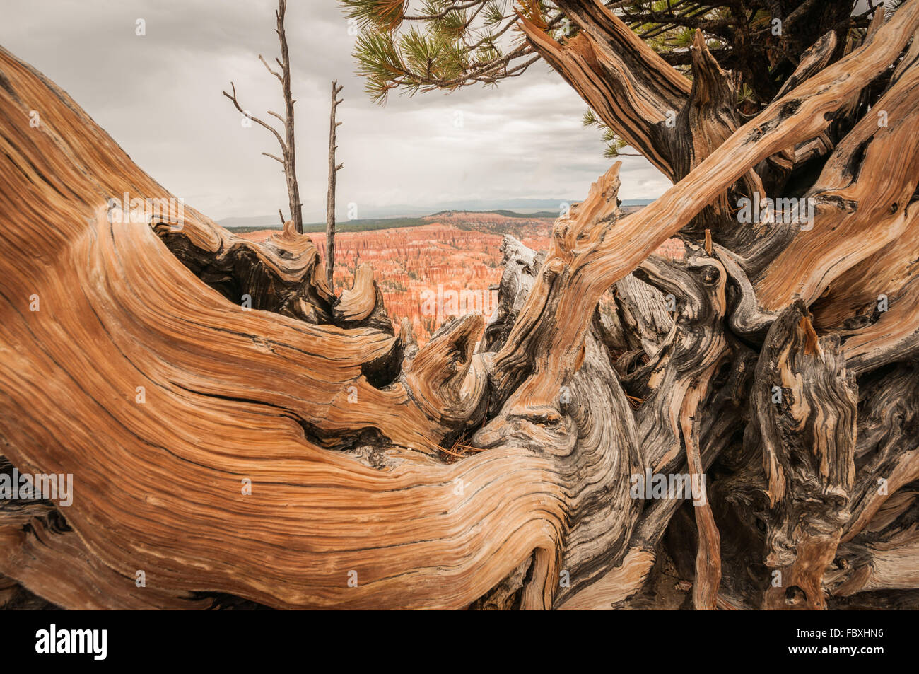 Canyon Bryce wood Stock Photo - Alamy