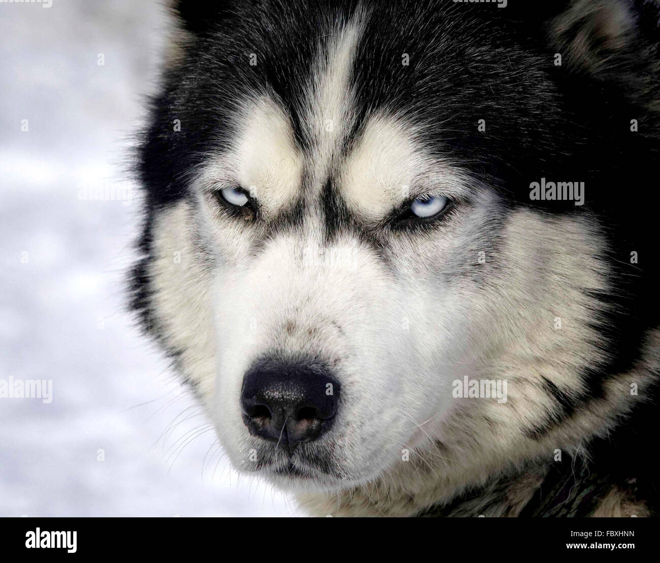 Portrait of huskie hi-res stock photography and images - Alamy