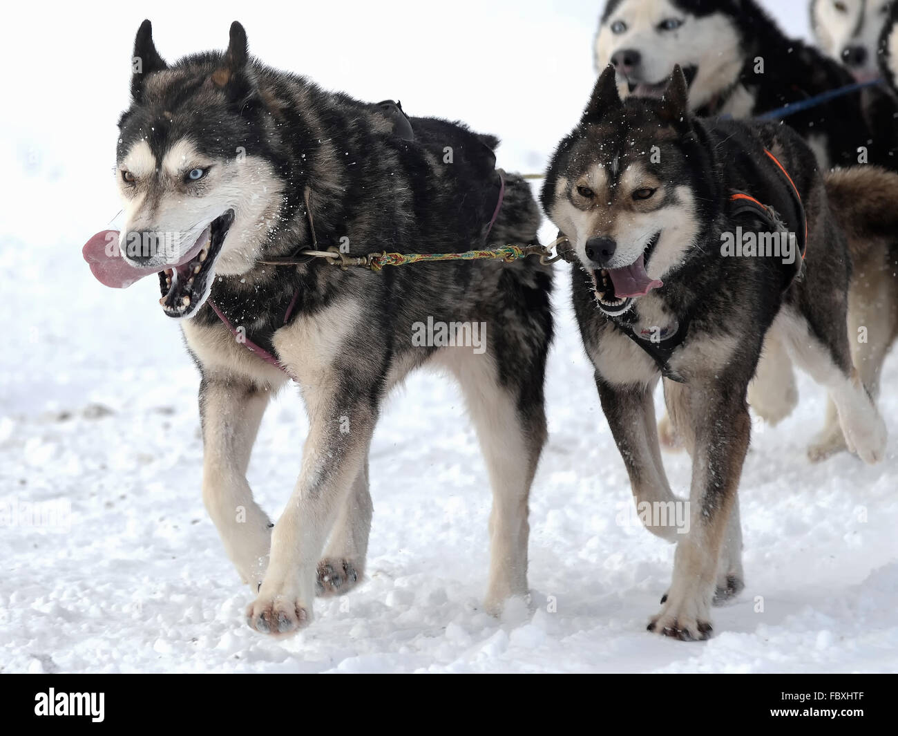 Husky animal Portraits Stock Photo - Alamy