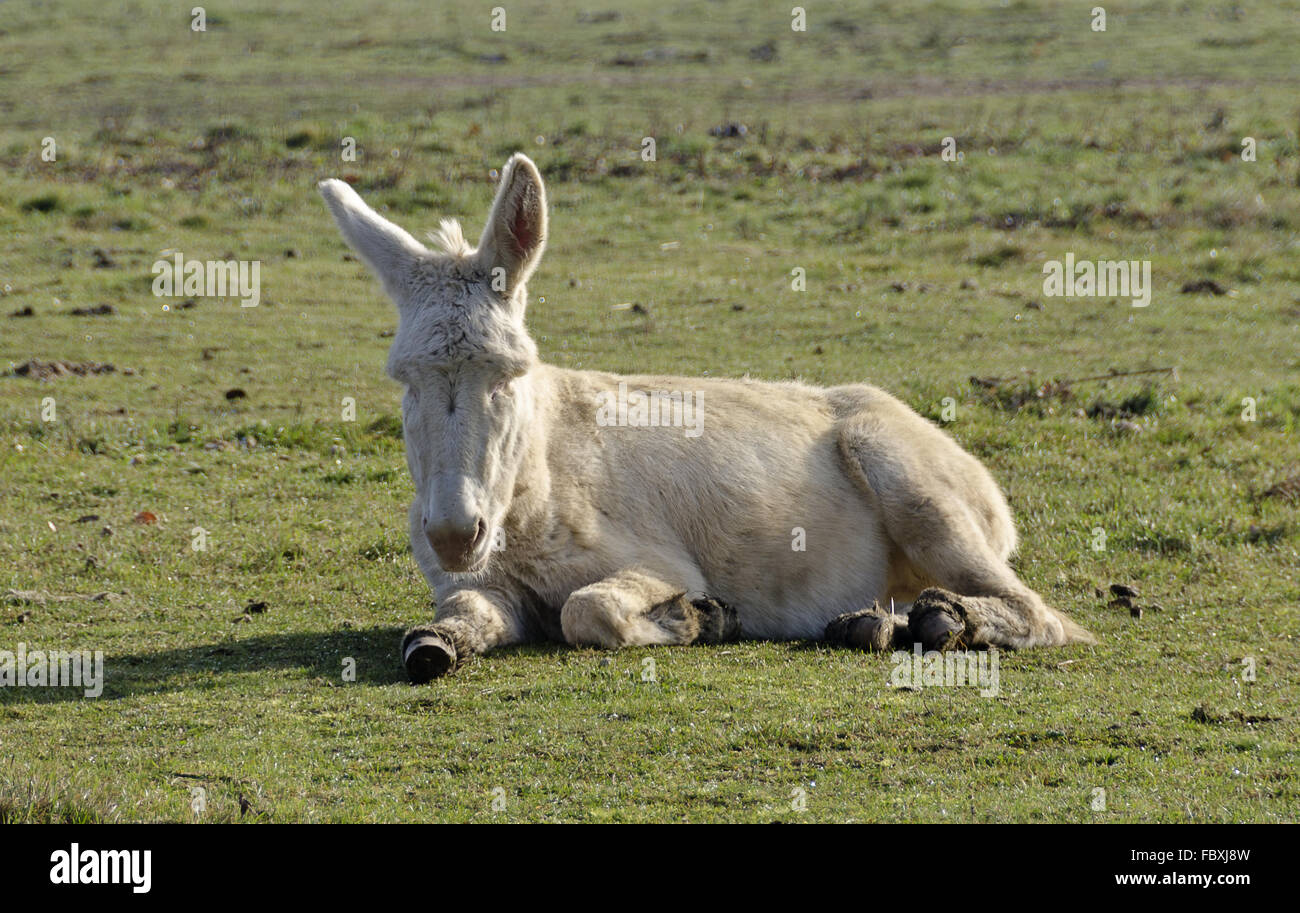 one white donkey on a meadow Stock Photo - Alamy