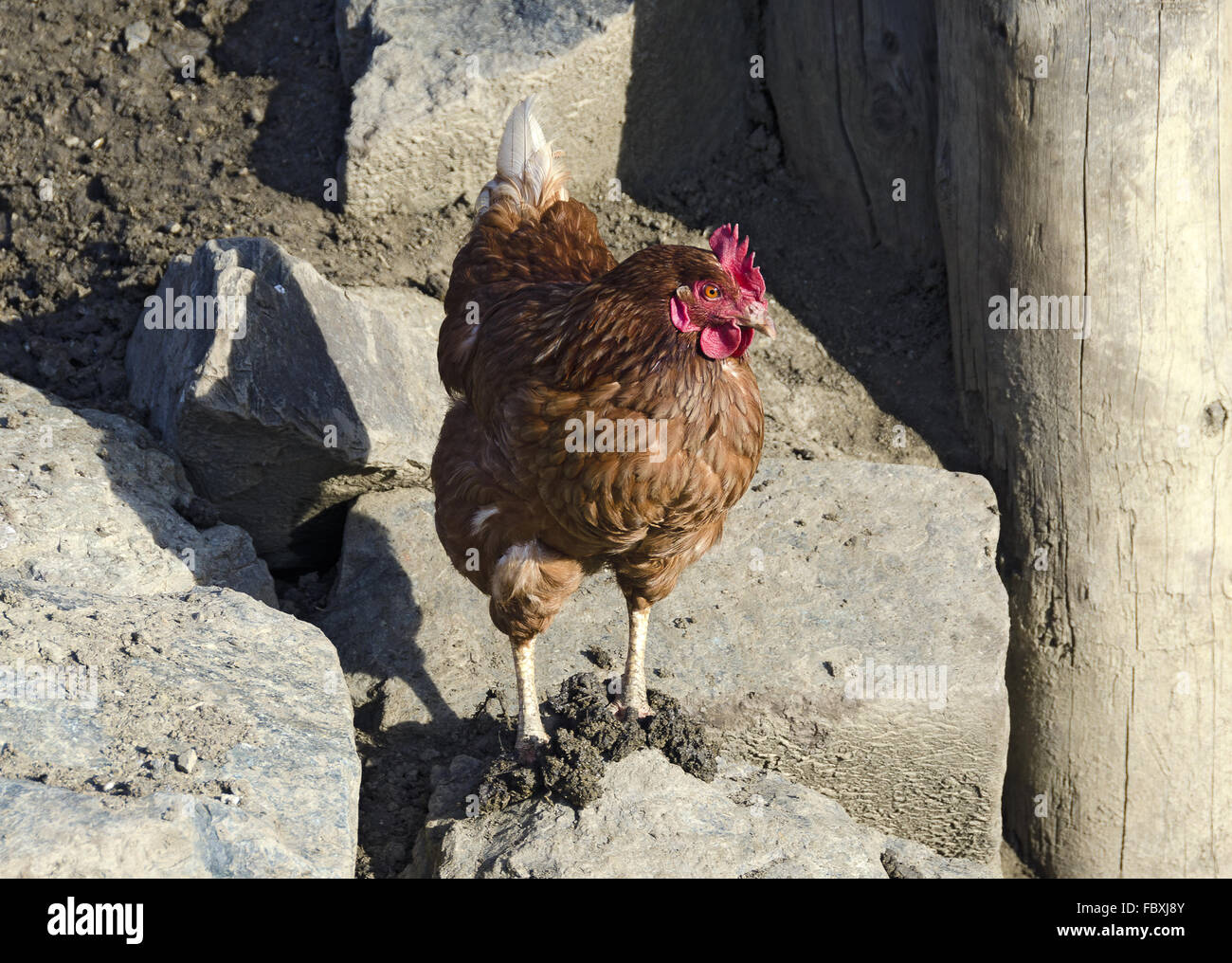 Chicken In The Mud