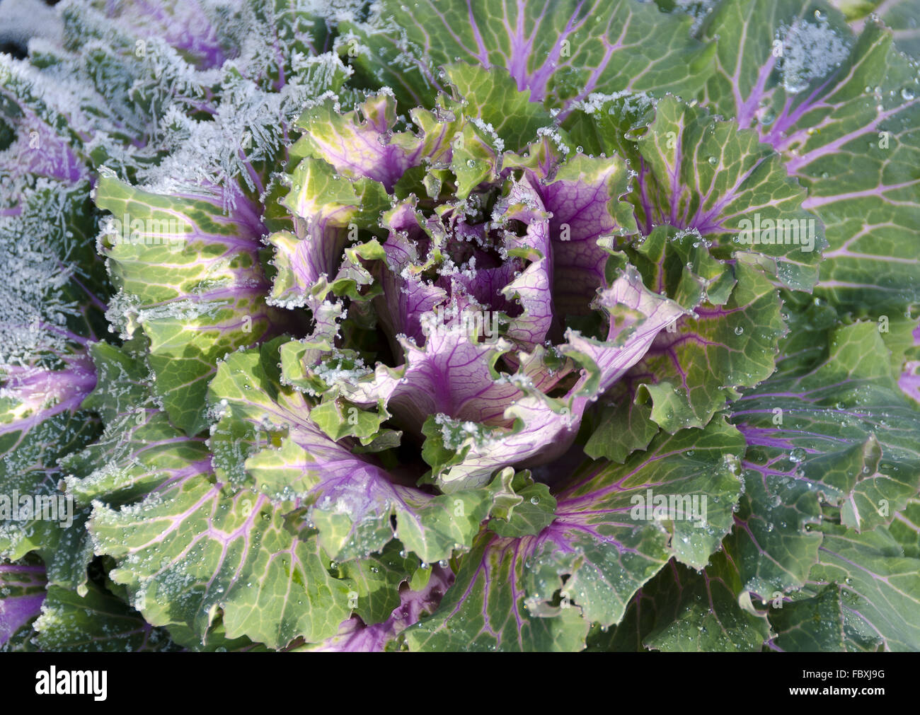 Ornamental cabbage winter hi-res stock photography and images - Alamy