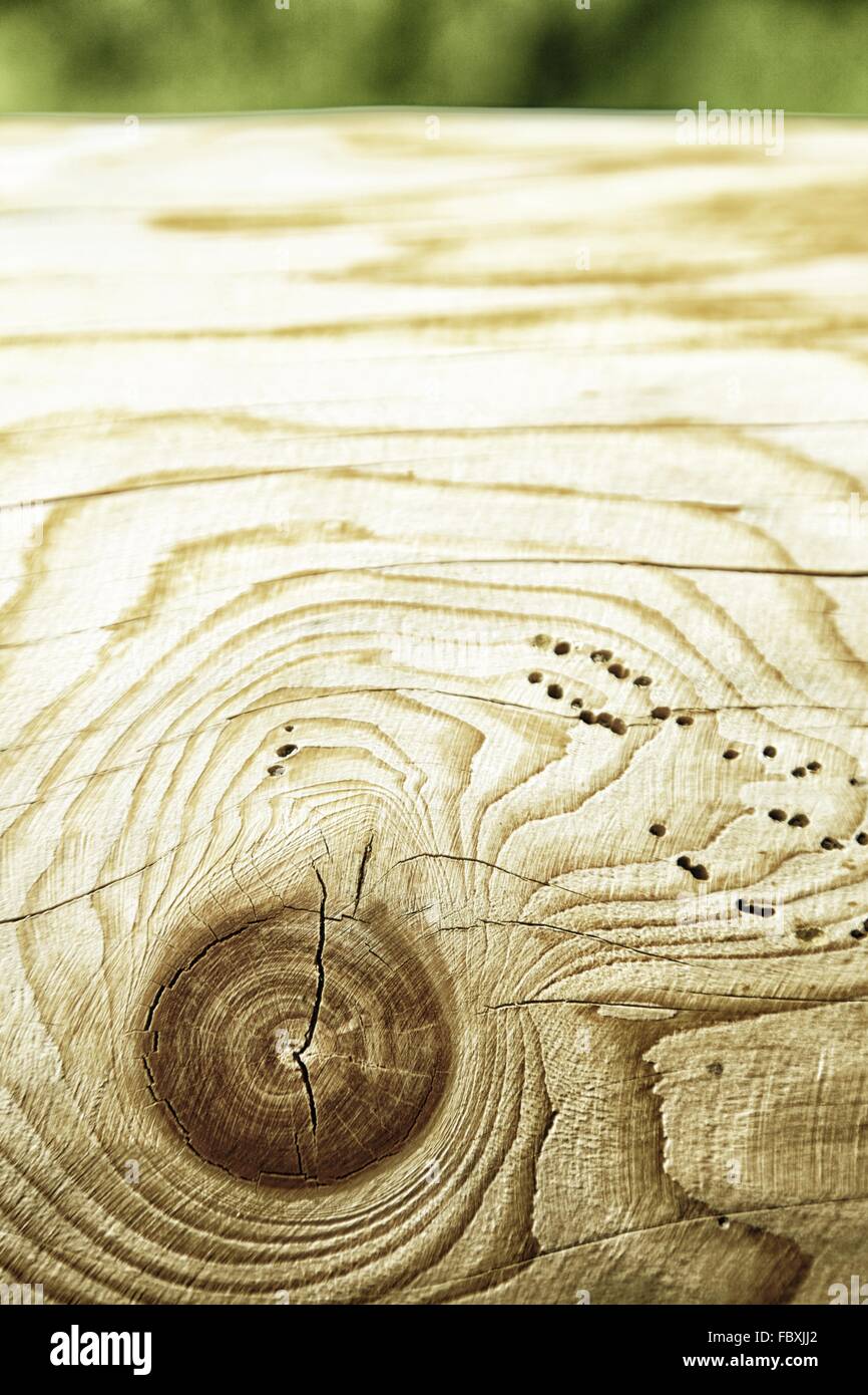 Texture background wooden plank woodworm track Stock Photo - Alamy