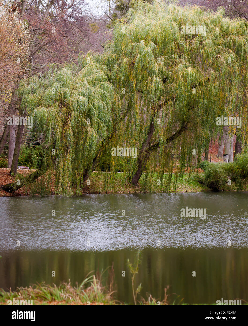 Lakeside willow hi-res stock photography and images - Alamy