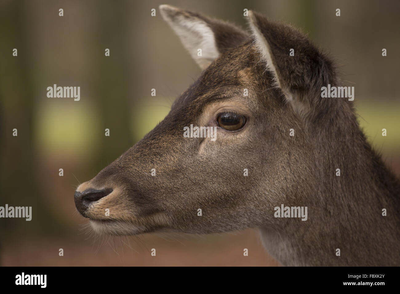 Dama dama, fallow deer Stock Photo - Alamy