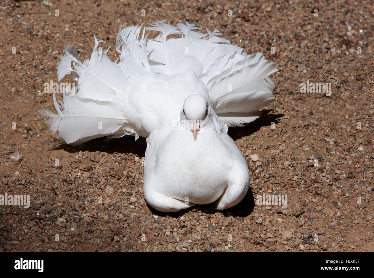 Pidgeon hi-res stock photography and images - Alamy