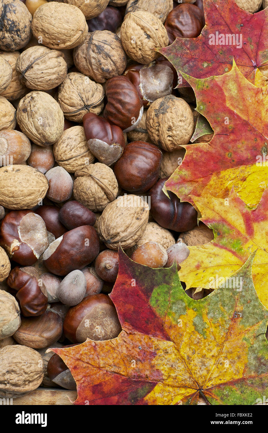 Maple Leaves on Nuts and Chestnuts Stock Photo - Alamy