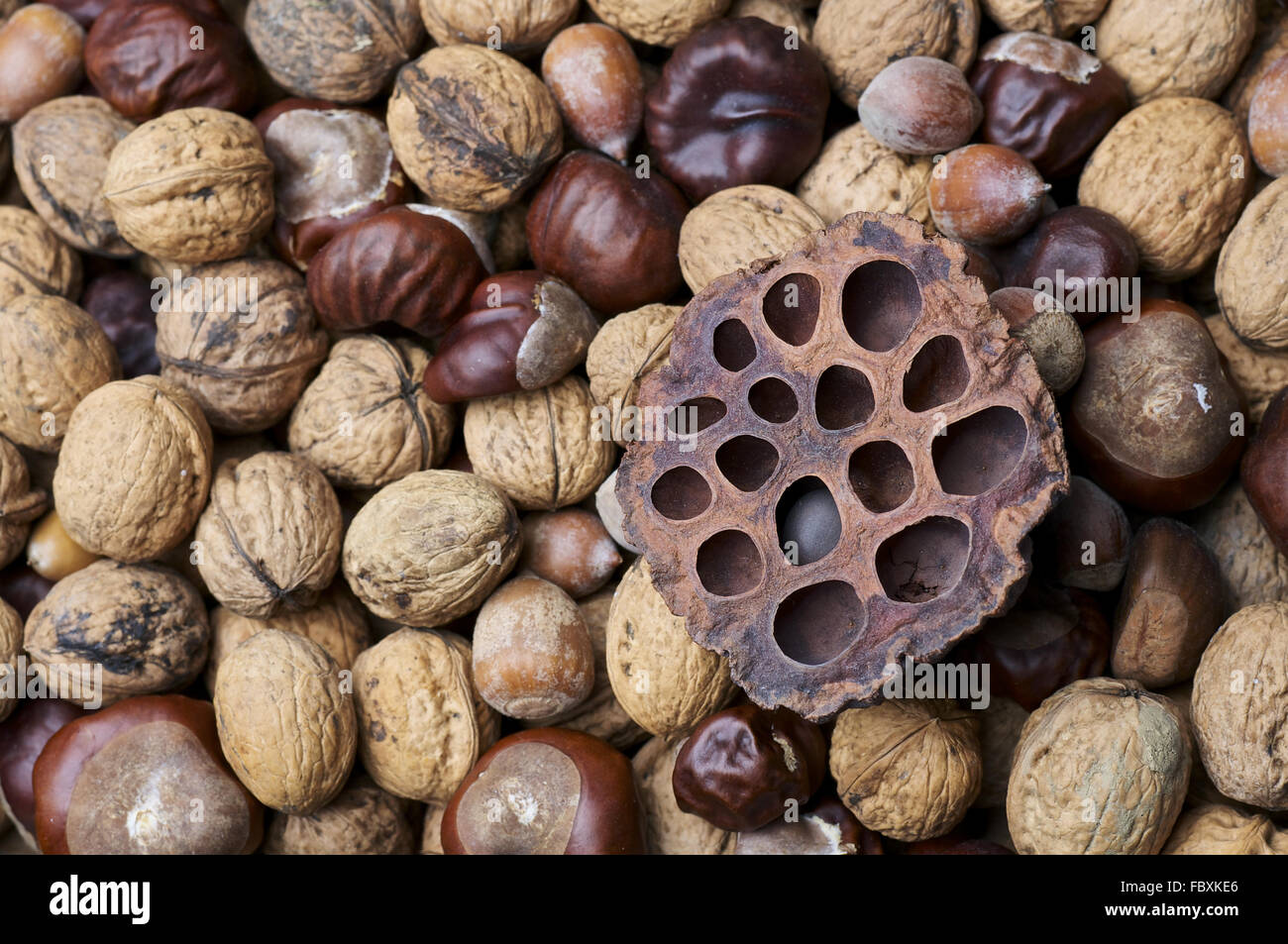 Lotus on Nuts and Chestnuts Stock Photo - Alamy