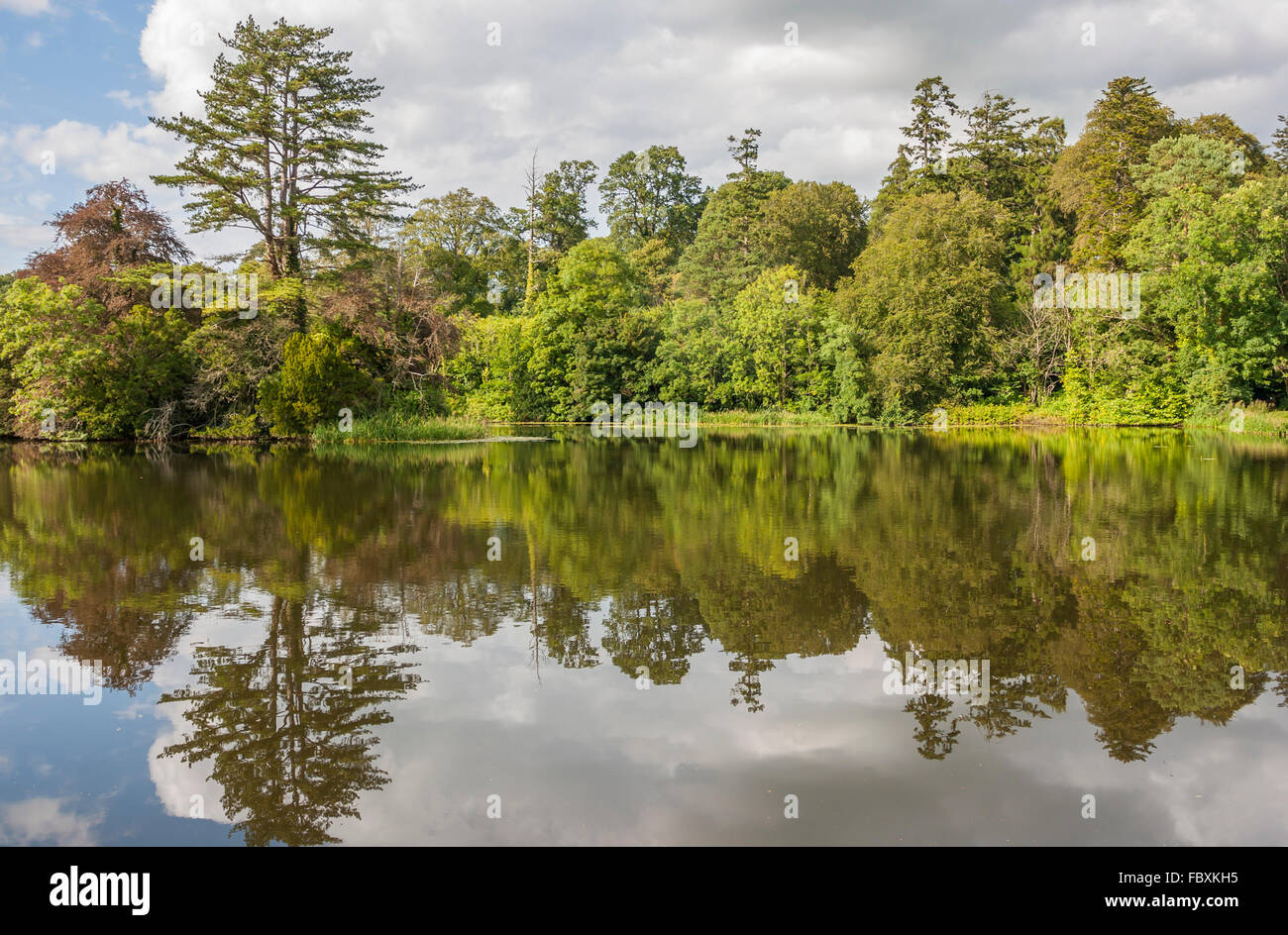 Beautiful river landscape with green forest reflection Stock Photo - Alamy