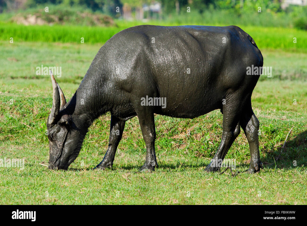 Buffallo hi-res stock photography and images - Alamy