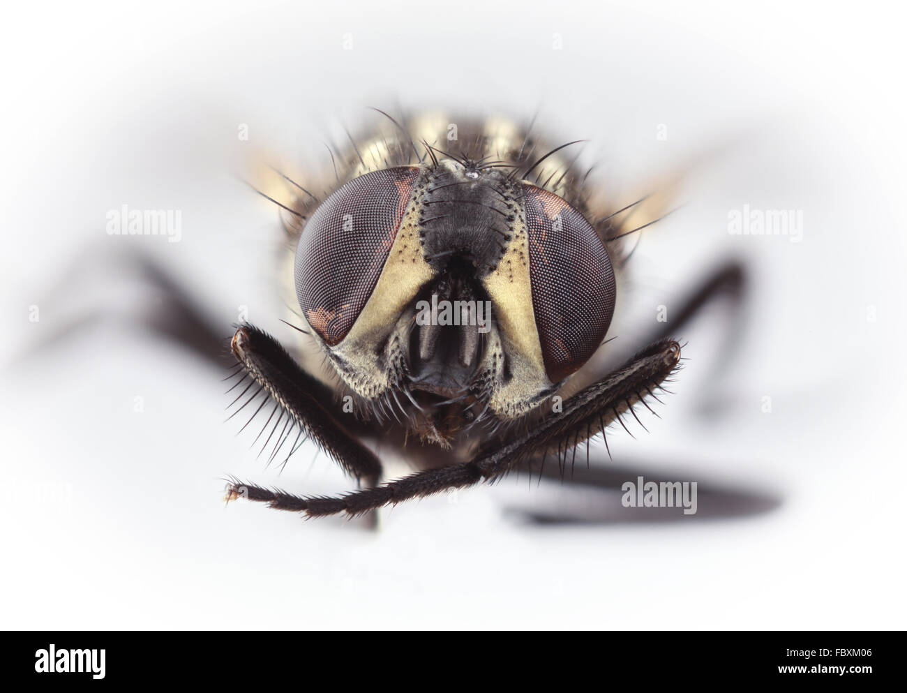 Common housefly head hi-res stock photography and images - Alamy