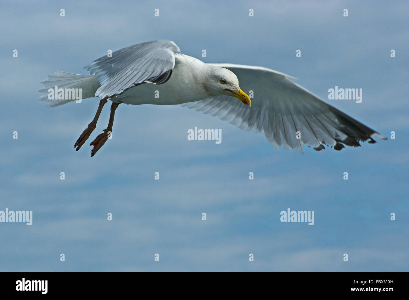 Gull photo hi-res stock photography and images - Alamy