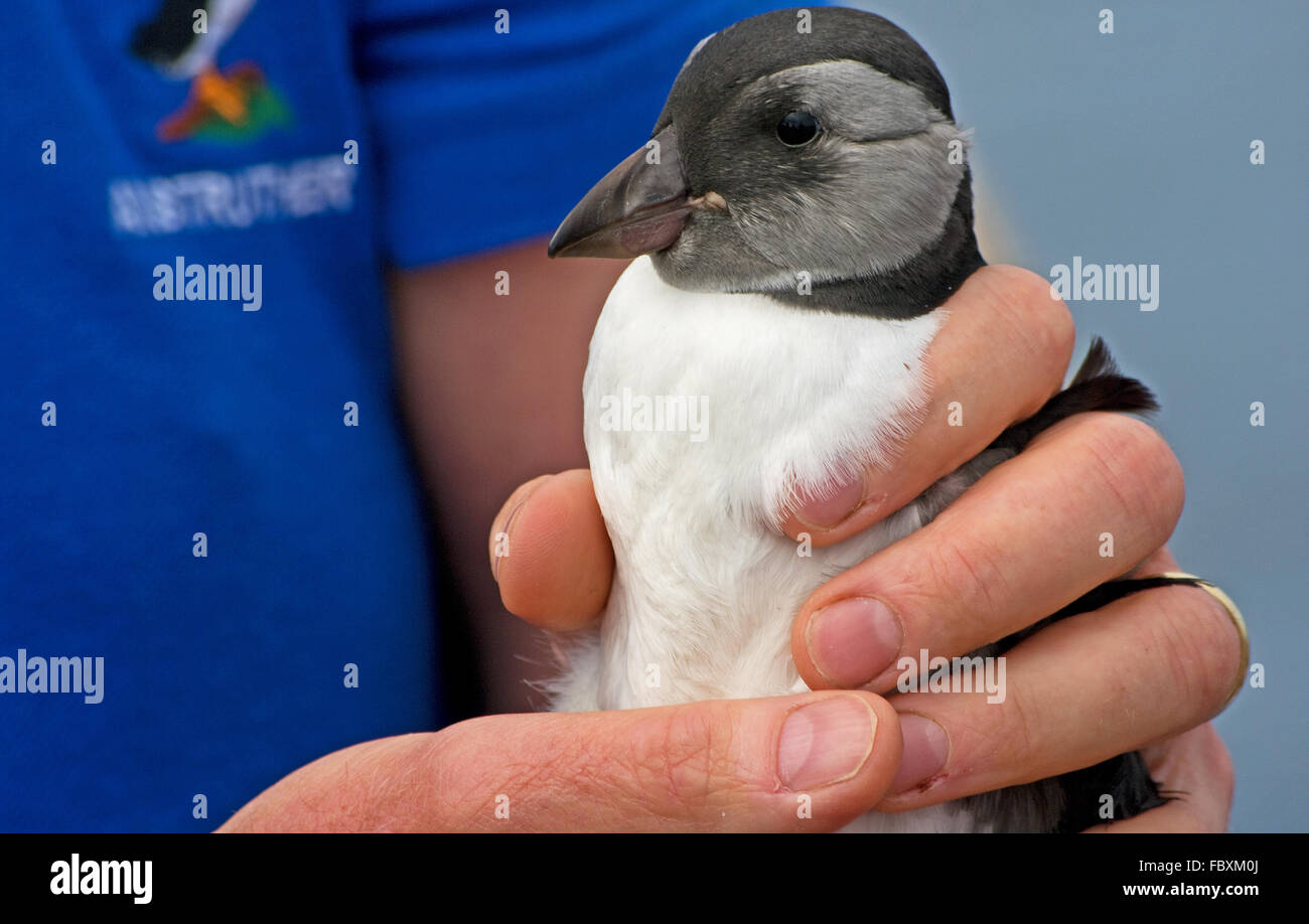 Squab hi-res stock photography and images - Alamy