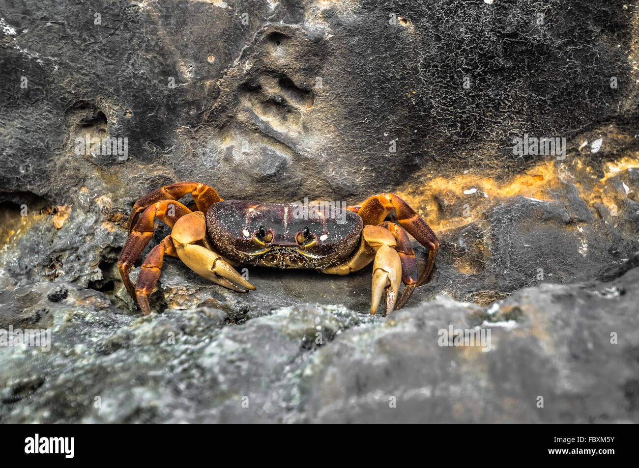 Grap on Thailand Beach Temple Rocks Krabi Stock Photo - Alamy