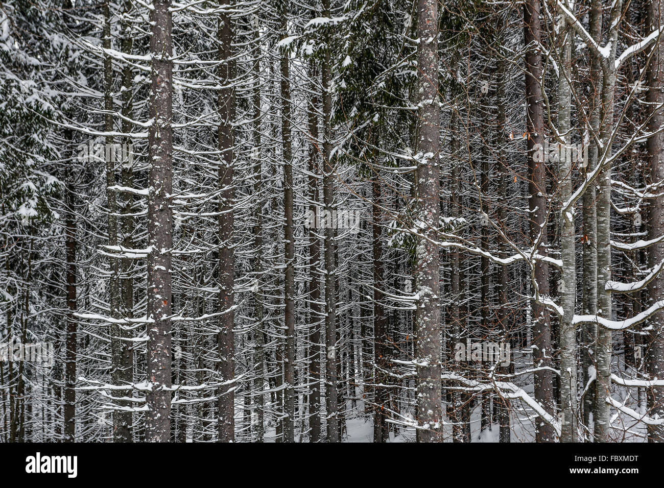 Texture of the snow-covered tree trunk Stock Photo - Alamy
