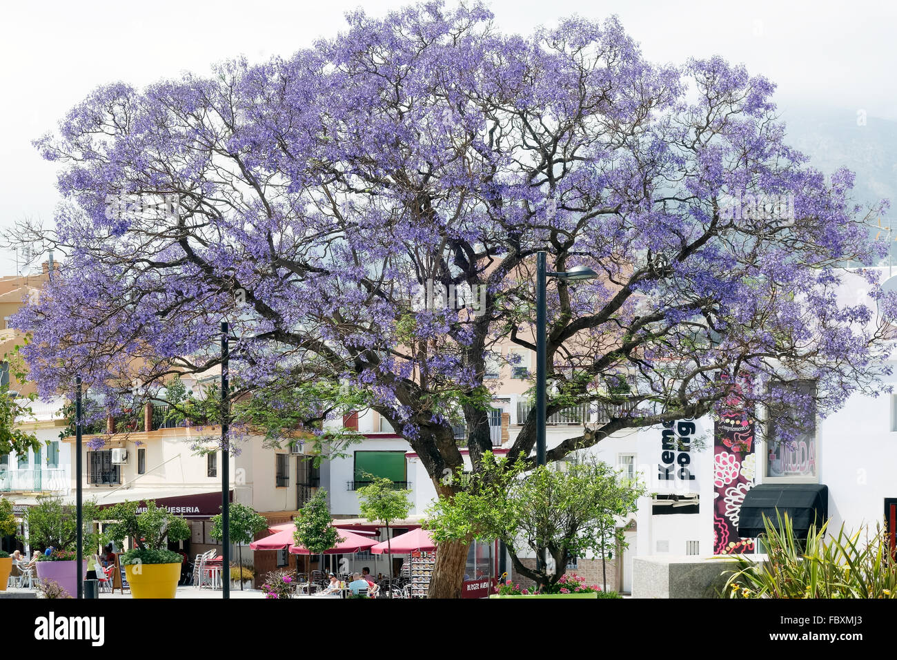 Blue Jacaranda (Jacaranda mimosifolia) flowering in Benalmadena Spain ...