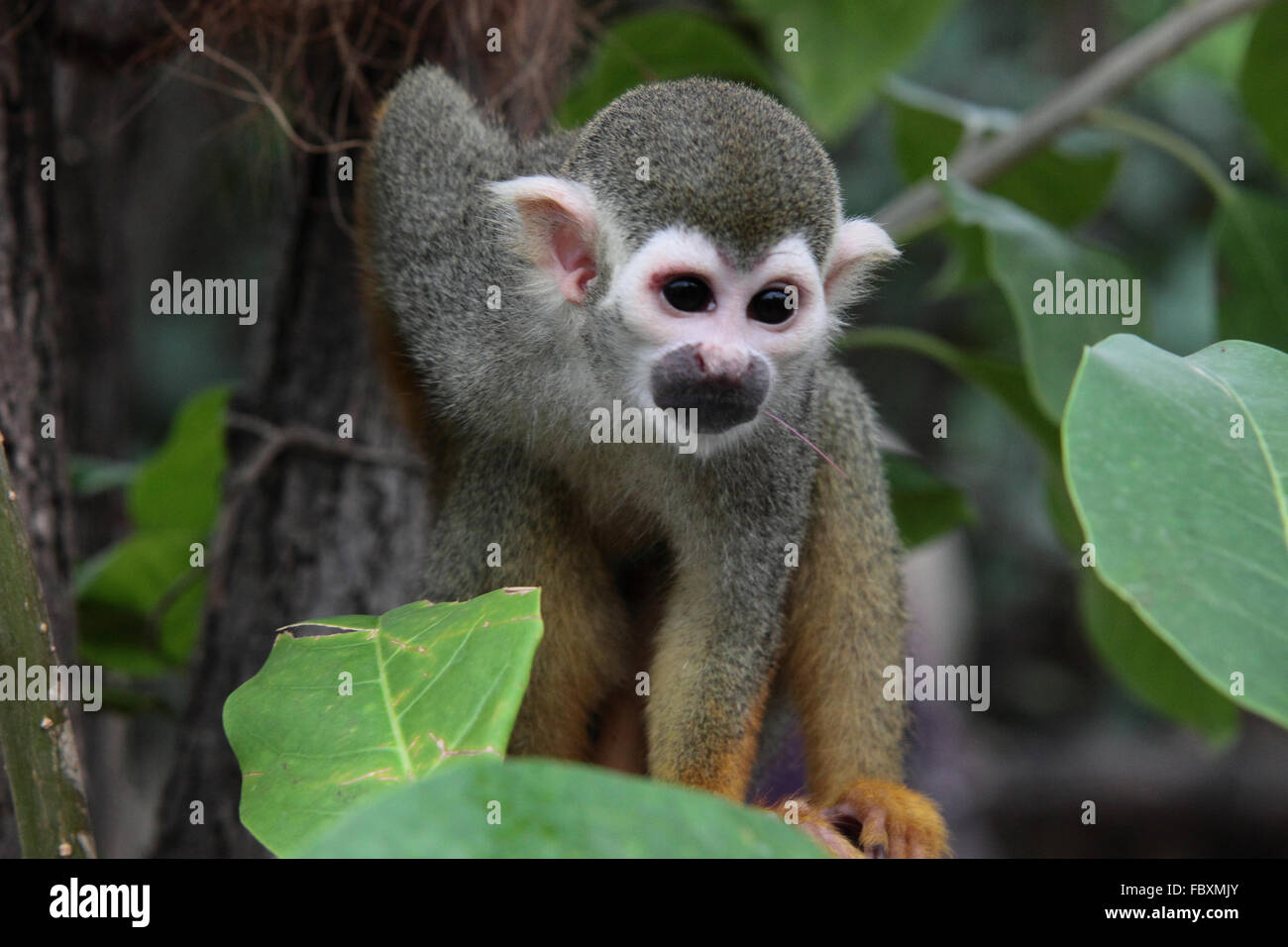 Monkey little monkey hi-res stock photography and images - Alamy