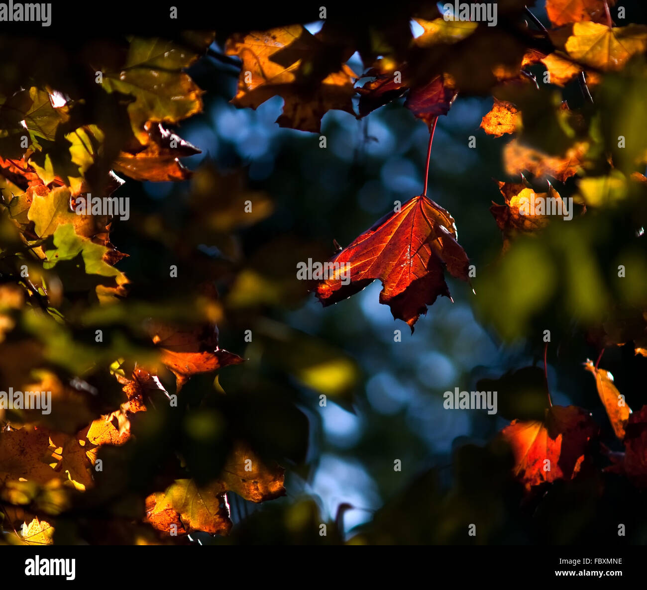 Zu sun hi-res stock photography and images - Alamy