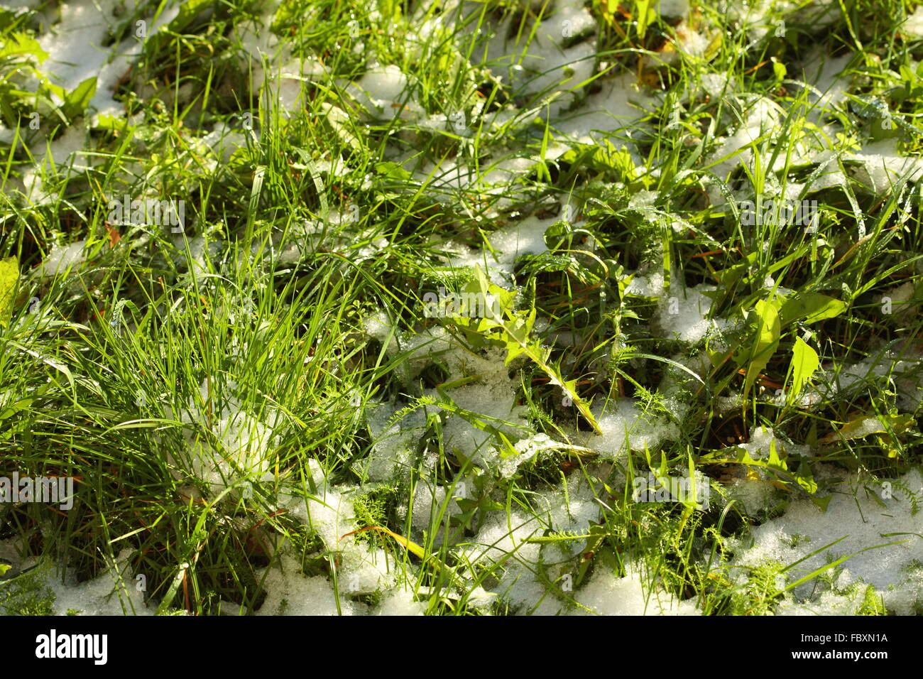 Ice structure with green grass hi-res stock photography and images - Alamy