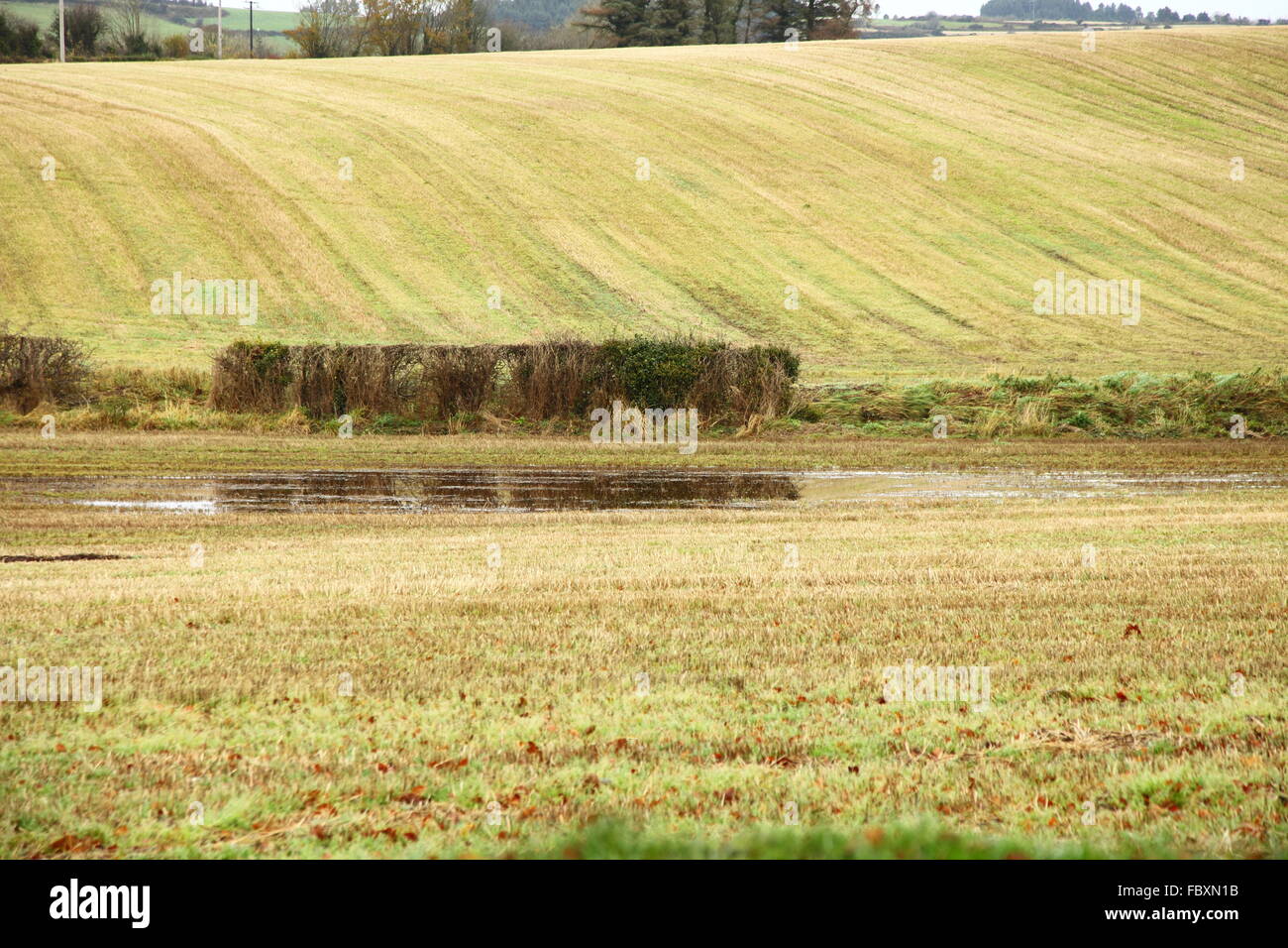 Autumnal landscape fields in Co.Cork, Ireland Stock Photo - Alamy