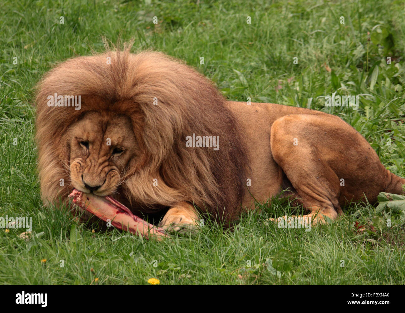 Lion eating meat hi-res stock photography and images - Alamy