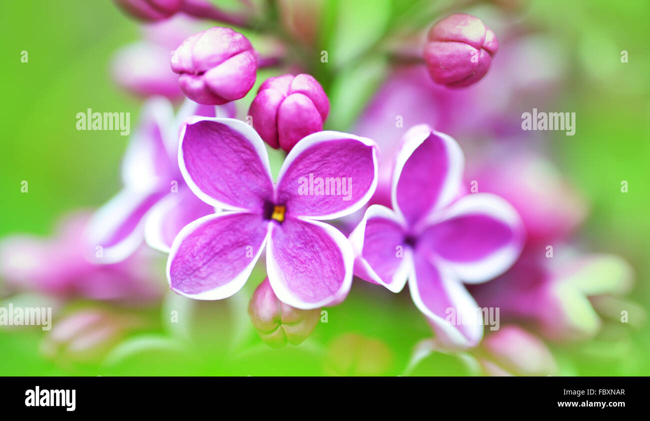 Beautiful lilac flowers Stock Photo - Alamy