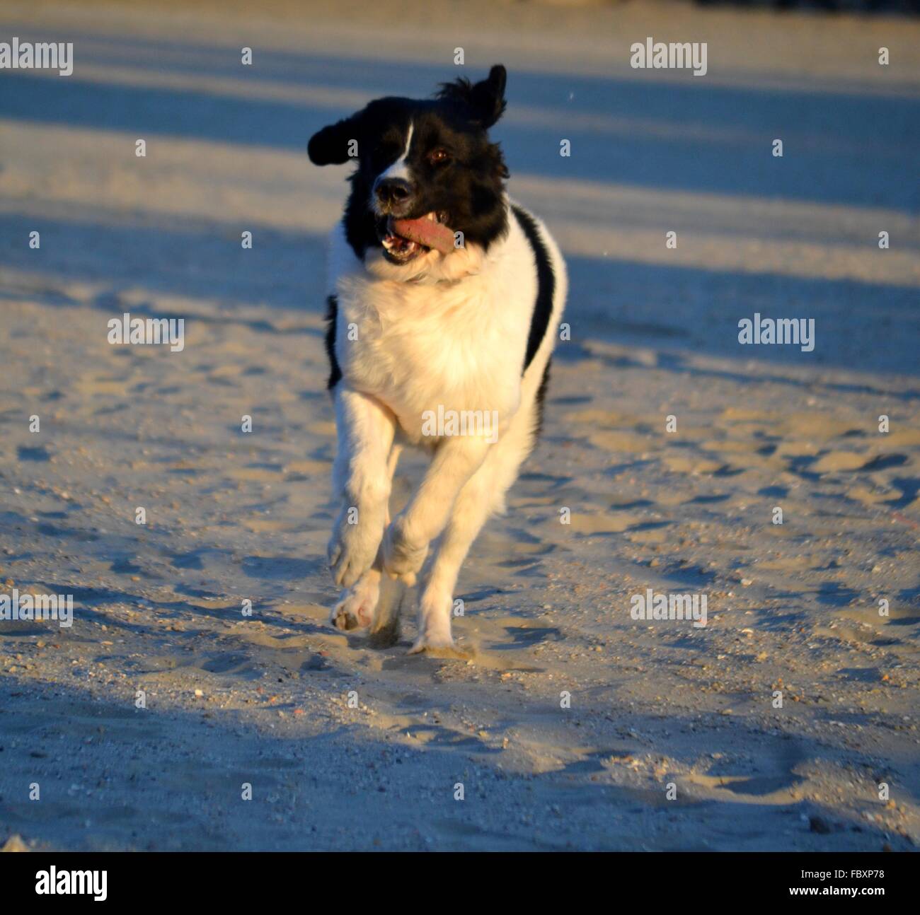 landseer, landseer dog, newfoundland, puppy, water work, waterwork, dog ...