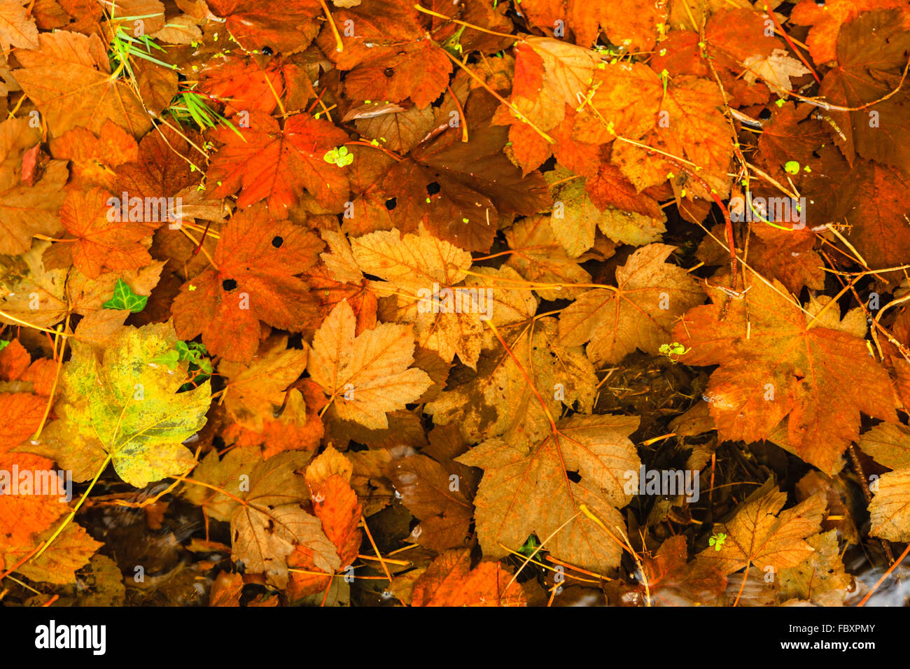 Orange autumn leaves as natural fall background Stock Photo - Alamy