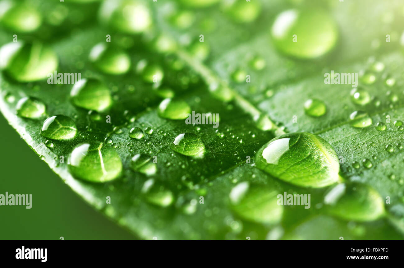 Leaf on water hi-res stock photography and images - Alamy