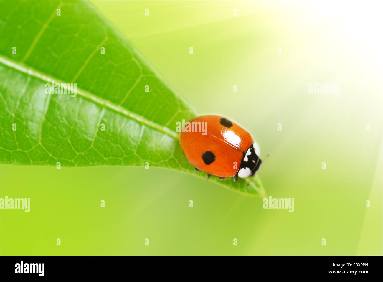 Red ladybird on leaf close hi-res stock photography and images - Alamy