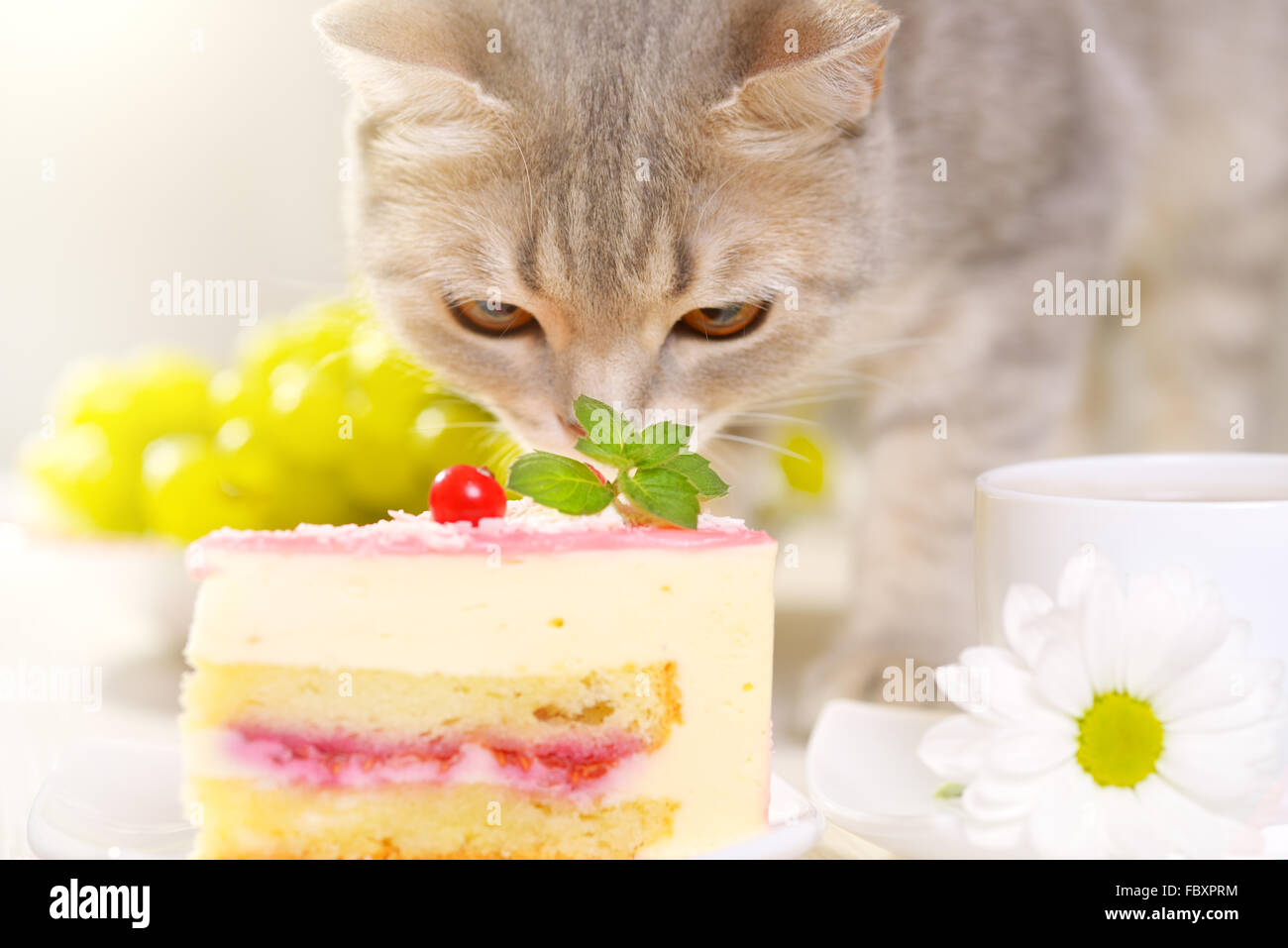 Cats Eating Cake