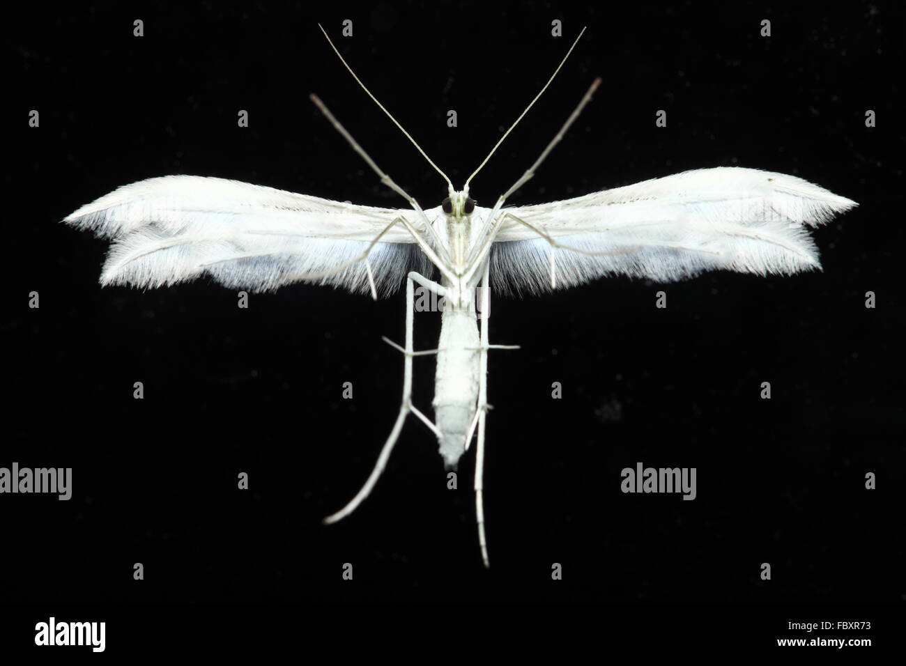 Moth portrait front view black background Stock Photo - Alamy