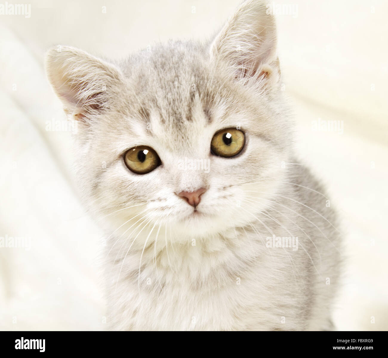 Kitten Scottish Straight Stock Photo - Alamy