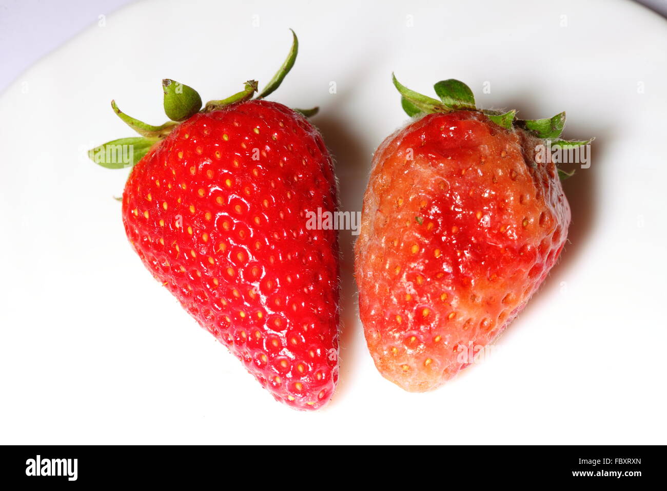Decay rotting mouldy strawberries hi-res stock photography and images ...