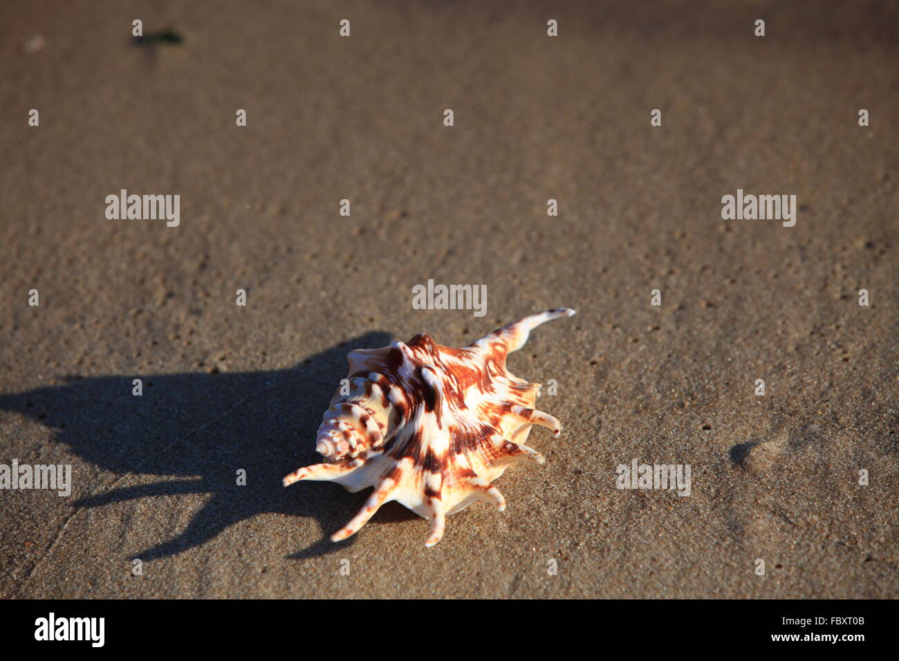 sea shell with sand as background Stock Photo - Alamy