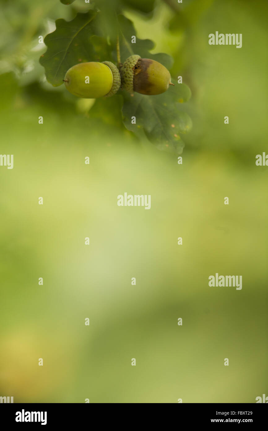 common oak, Quercus robur Stock Photo - Alamy