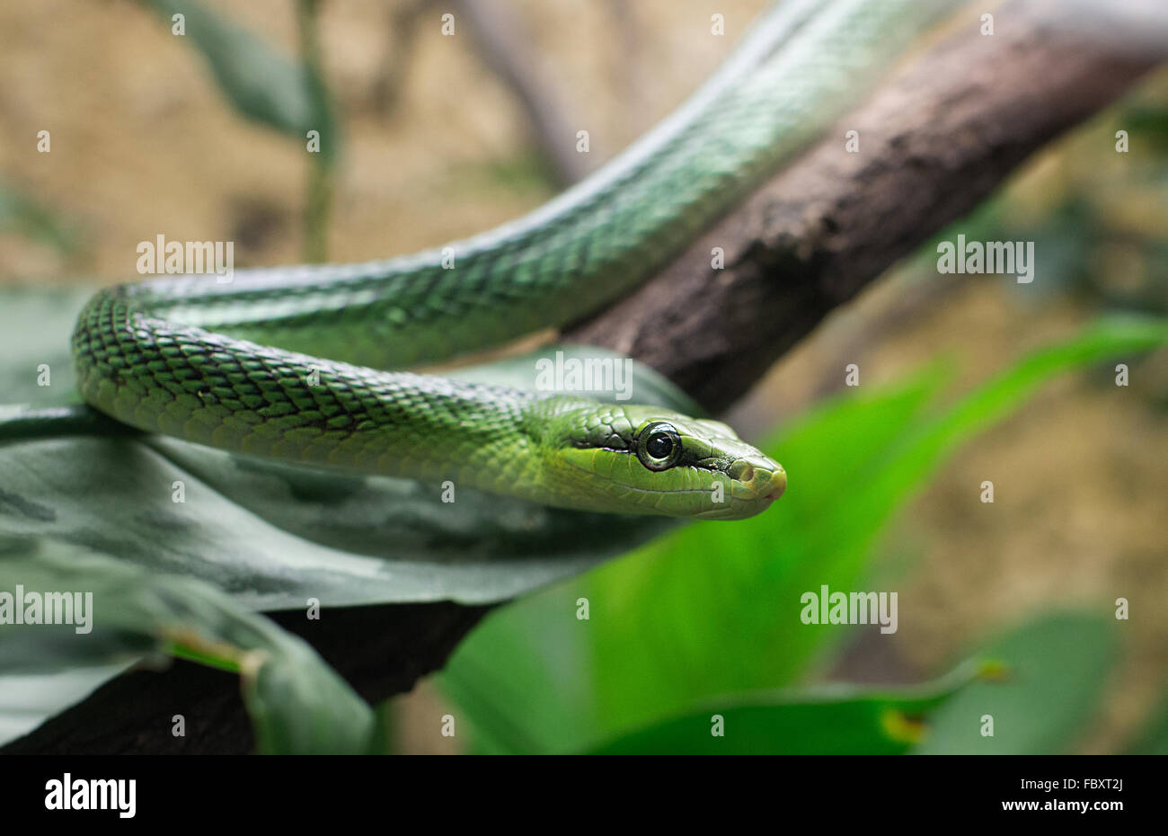 Green snake hi-res stock photography and images - Alamy
