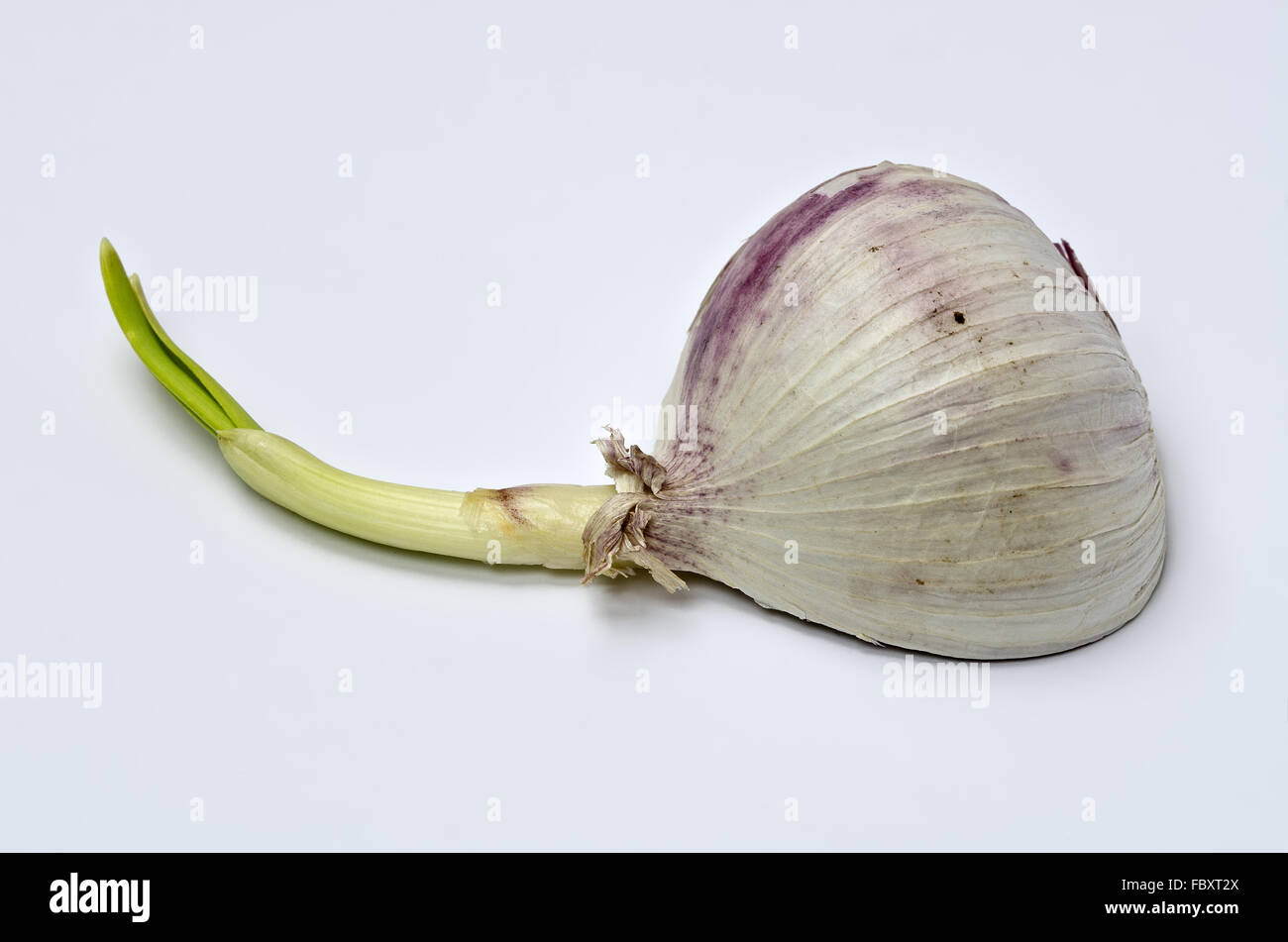 chinese garlic with green germinal sprout Stock Photo - Alamy